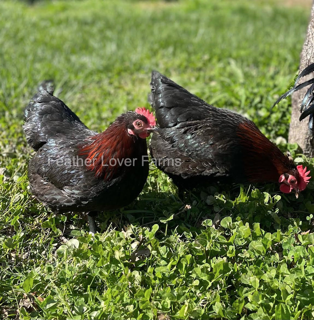 Bantam French Black Copper Marans Chick For Sale | Feather Lover Farms