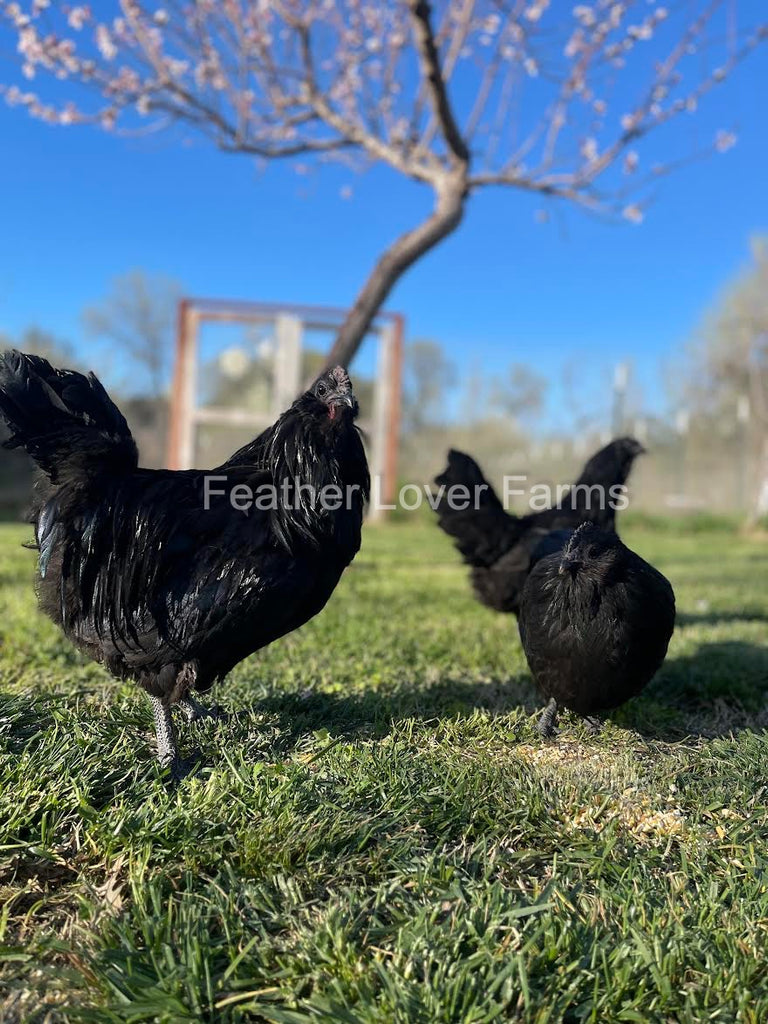 Black Fibro Easter Egger Chicks For Sale | Feather Lover Farms