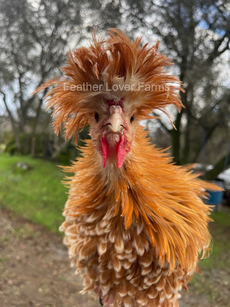 Buff Laced Frizzle/Smooth Polish Chicks For Sale | Feather Lover Farms