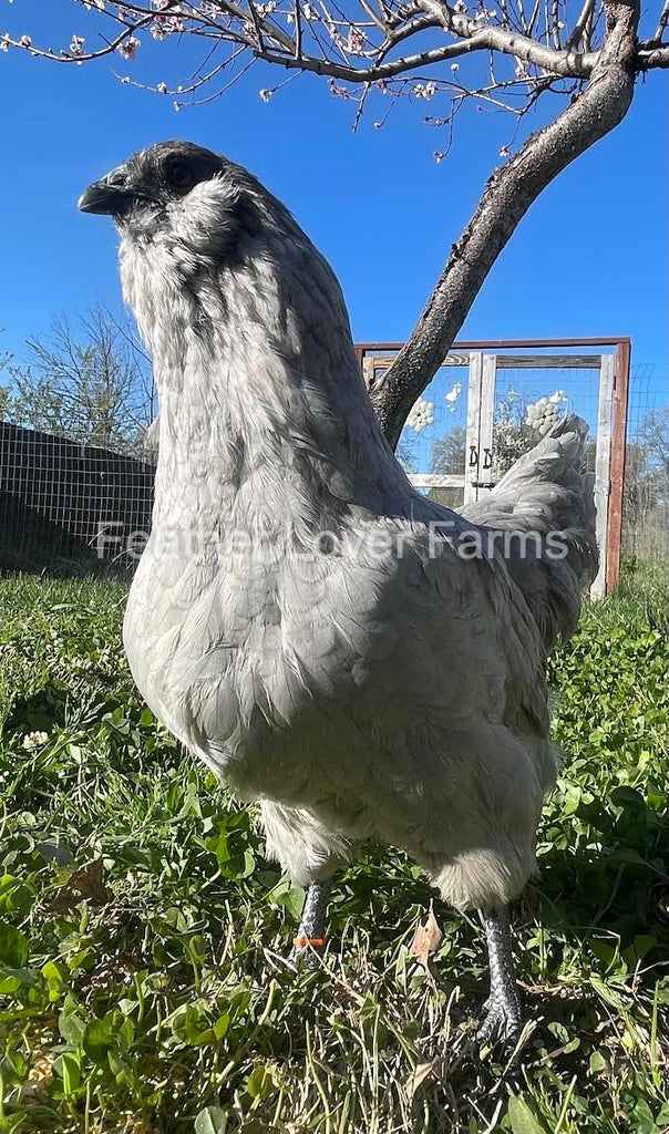 Lavender Fibro Easter Egger Chicks For Sale | Feather Lover Farms