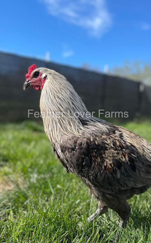 Liege Fighter "Hawk-Proof" Chicks For Sale | Feather Lover Farms