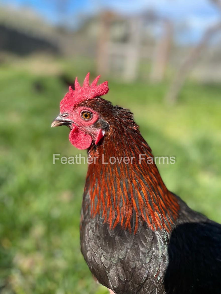 Bantam French Black Copper Marans Chick For Sale | Feather Lover Farms