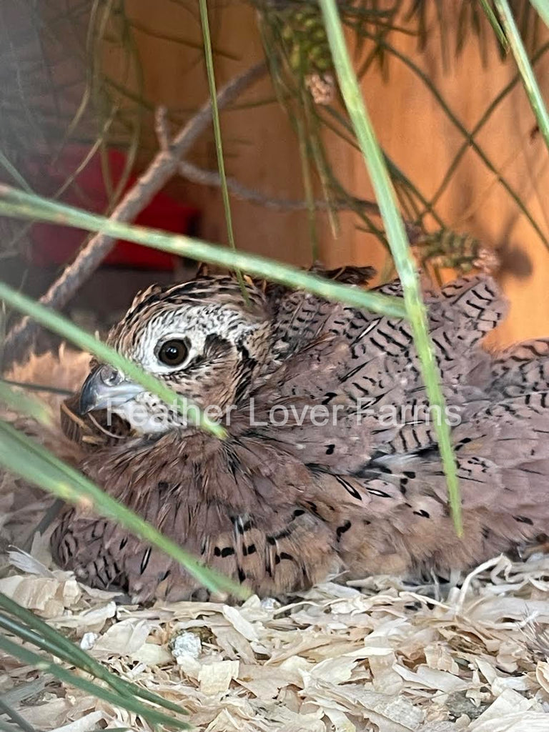 Mearns / Montezuma Quail Breeding Pair (Fall 2024 Shipping)