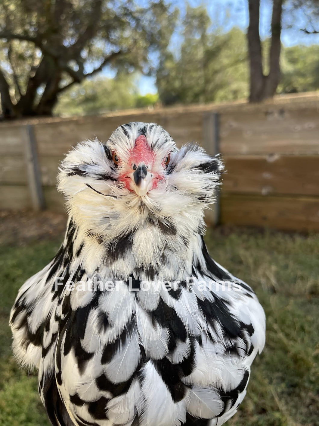 Ermine Ameraucana Chick (Unsexed) | Feather Lover Farms