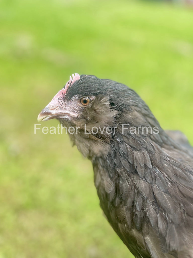 Chocolate Olive Egger Chick (Sexed Female) Chicks For Sale | Feather ...