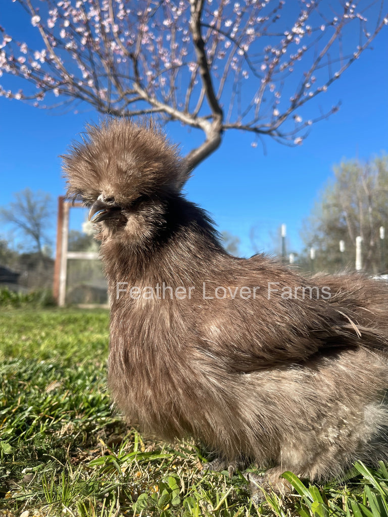 Chocolate Silkie Chicks For Sale | Feather Lover Farms