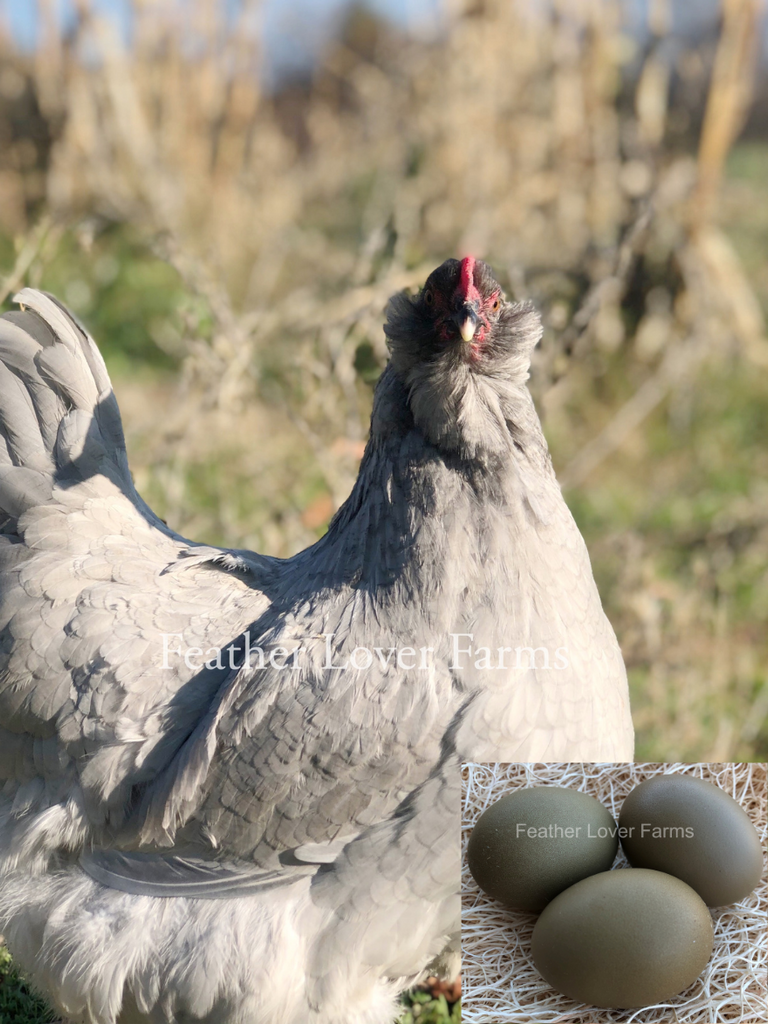 Lavender Olive Egger Chicks For Sale | Feather Lover Farms
