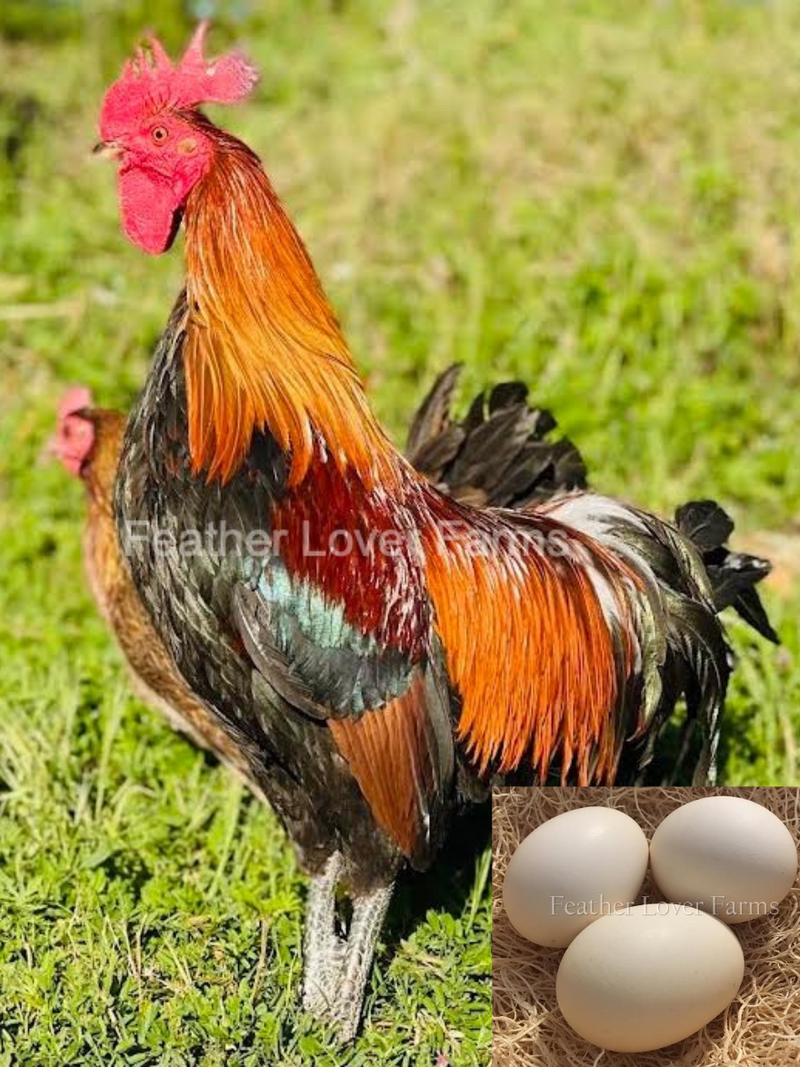 Ayam Ketawa Laughing Chicken Chicks For Sale | Feather Lover Farms