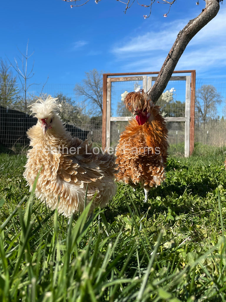 Buff Laced Frizzle/Smooth Polish Chicks For Sale | Feather Lover Farms