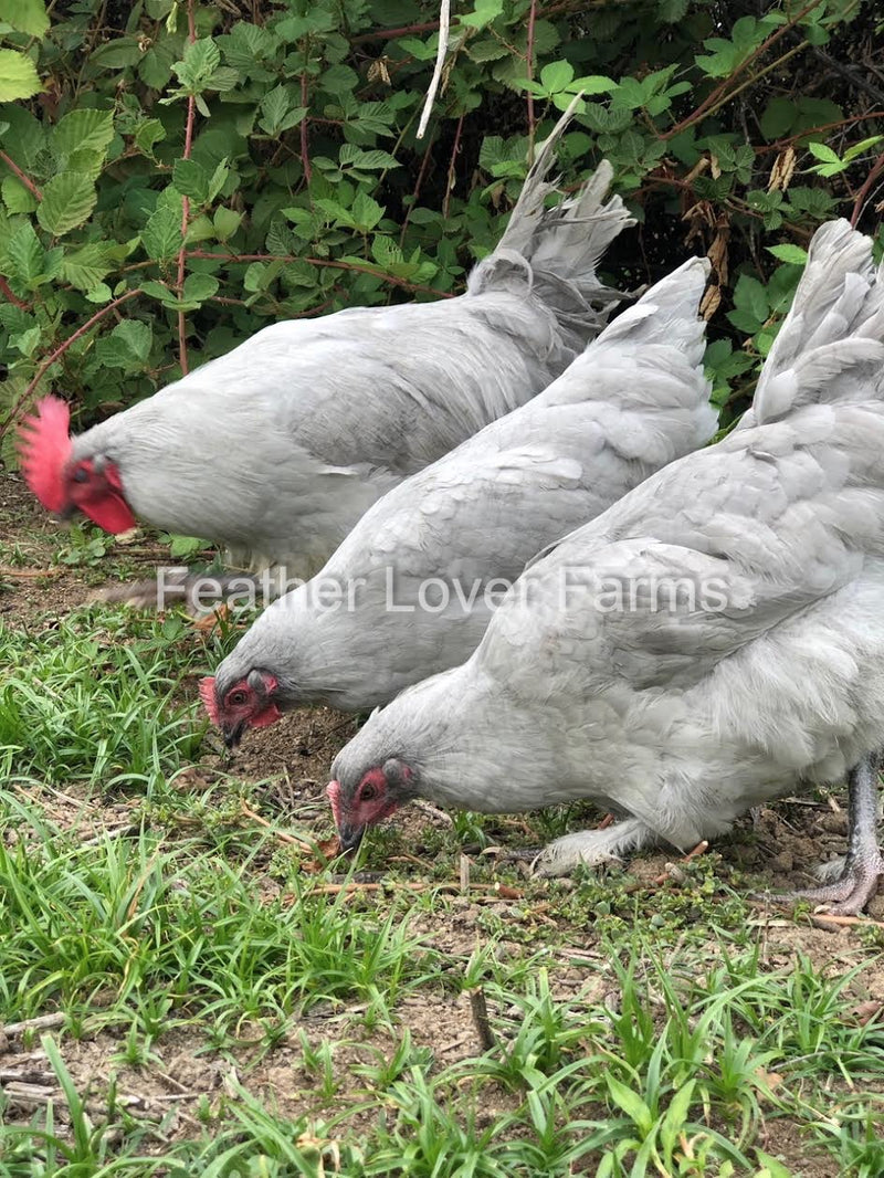 French Lavender Marans Chicks For Sale | Feather Lover Farms