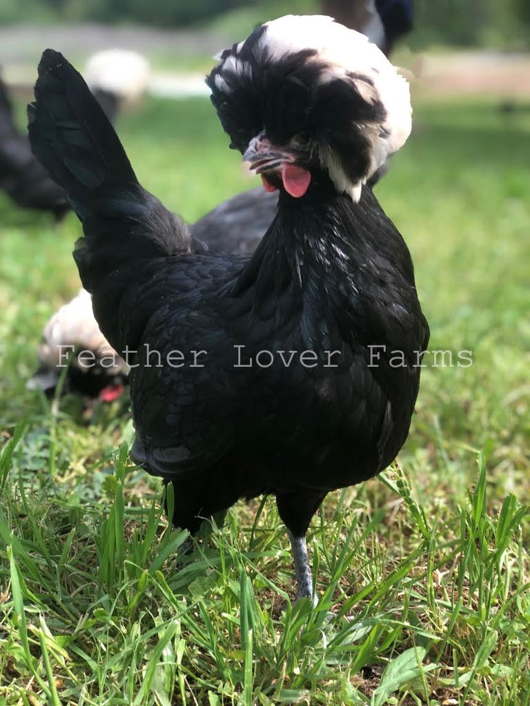 White Crested Black Polish Chick (Unsexed) | Feather Lover Farms