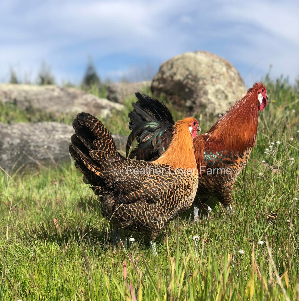 Gold Deathlayer Chicks For Sale | Feather Lover Farms