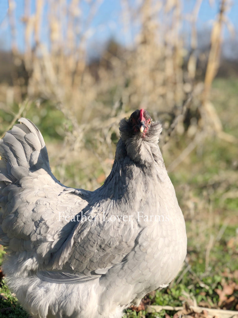 Lavender Olive Egger Chicks For Sale | Feather Lover Farms
