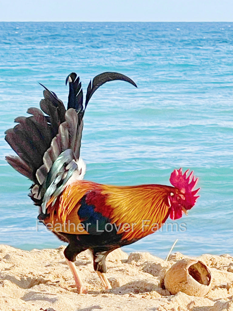 Hawaiian Chicken Chicks For Sale | Feather Lover Farms